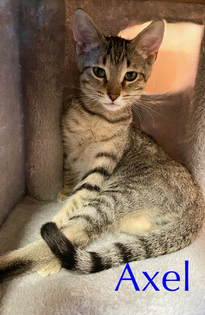 Axel Is WSCR Cat Of The Week | News, Sports, Jobs - Post Journal